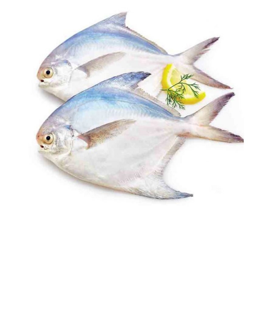 Best Buy Silver Pomfret - Paplet Fish | Home Delivery in Ahmedabad