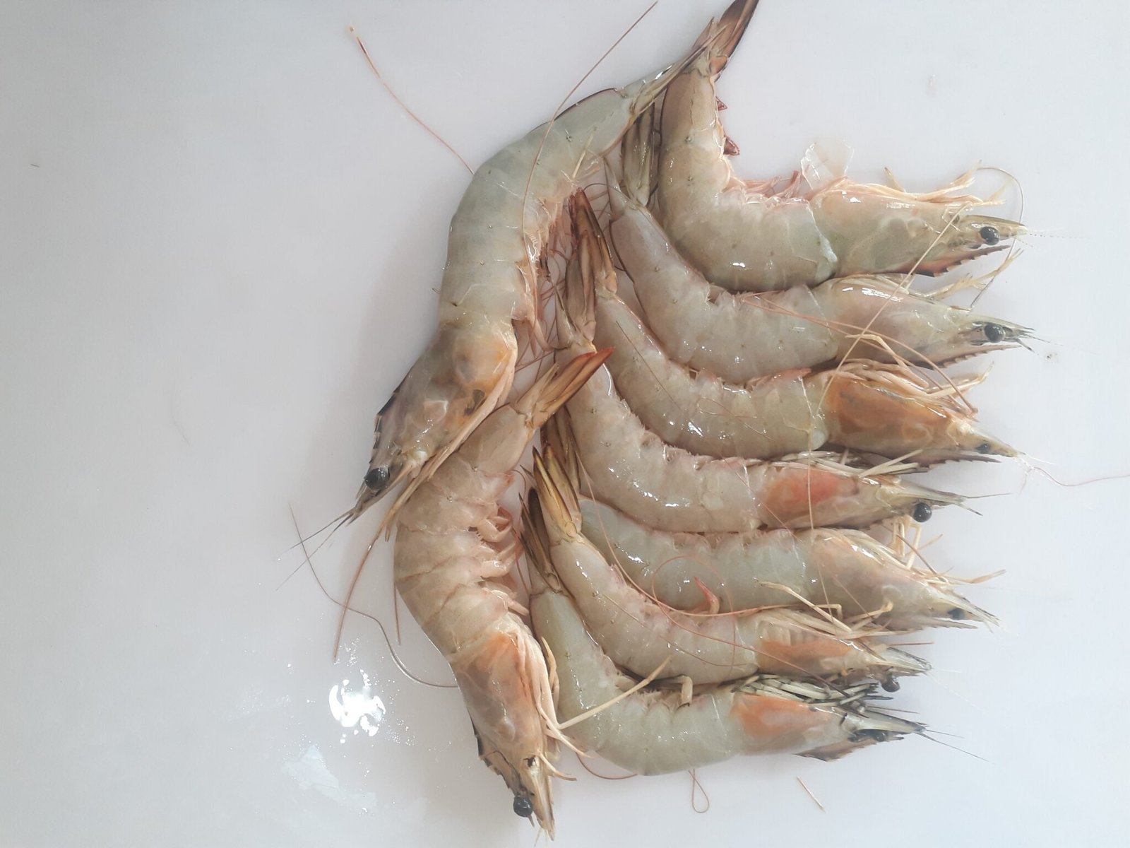 Sea Prawns medium - Ahmedabad Fish